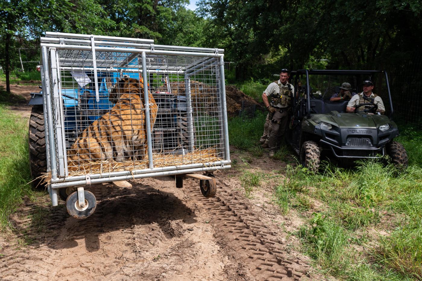 Big Cats Seized by U.S. Marshal | U.S. Marshals Service